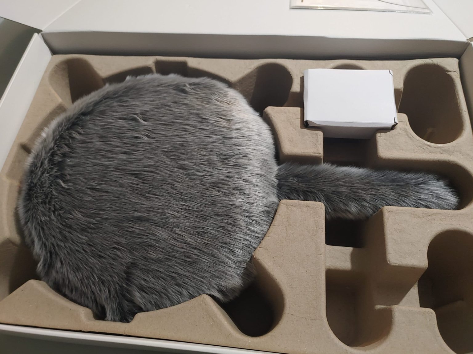 Qoobo, le chat robot qui remue la queue | XY Magazine